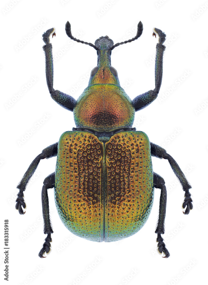 Beetle Byctiscus populi on a white background Stock-Foto | Adobe Stock