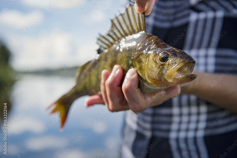 Person holding fish Stock-Foto | Adobe Stock