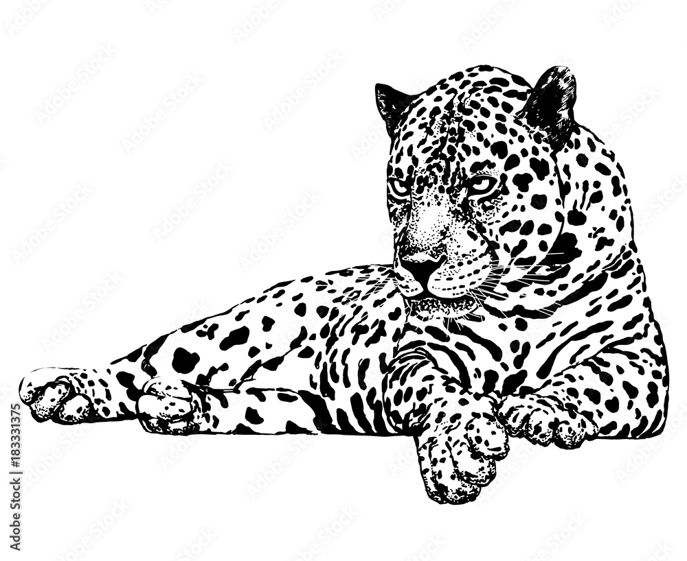 Hand drawn sketch style leopard. Vector illustration isolated on white ...