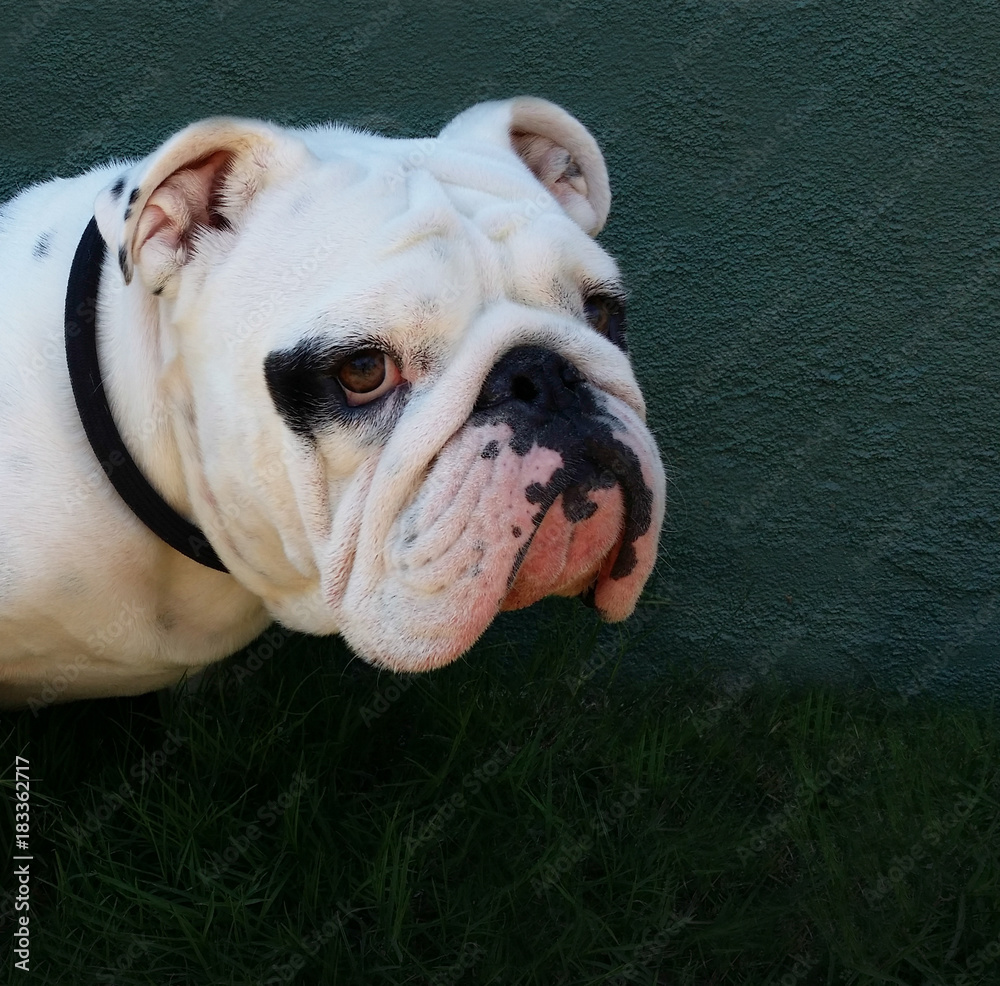 White And Black English Bulldog