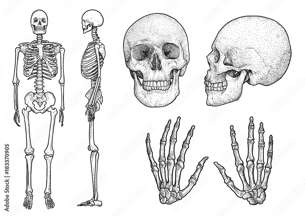 Human skeleton collection illustration, drawing, engraving, ink, line ...