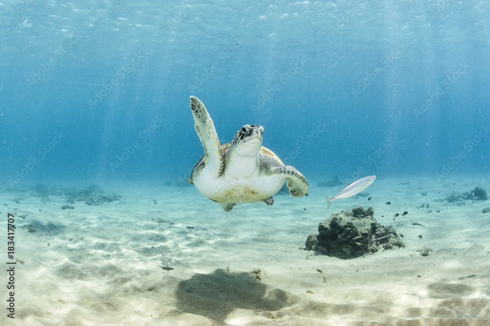 Marine turtle waving hand or giving a high five Stock Photo | Adobe Stock