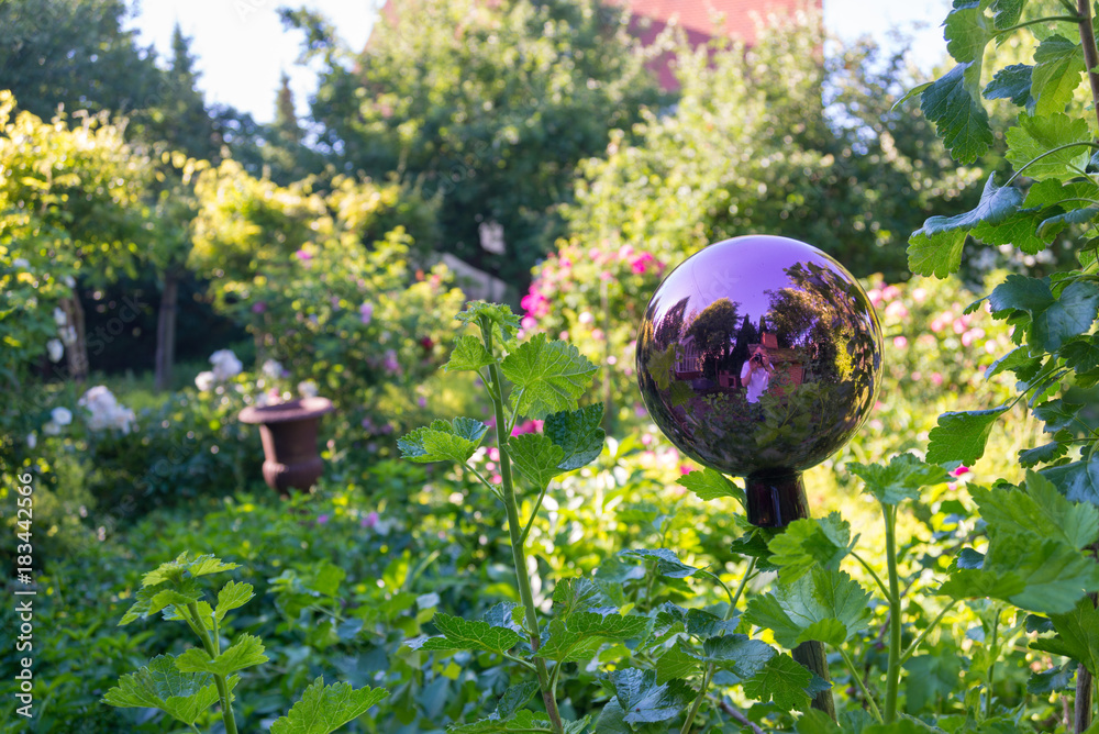 Blühende Rosen mit Glaskugel im englischen Naturgarten Stock Photo ...