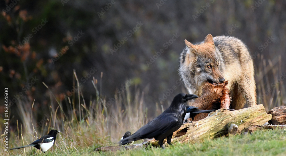 Wolf beim Fressen mit Kolkraben und Elster - wildlife Stock Photo ...