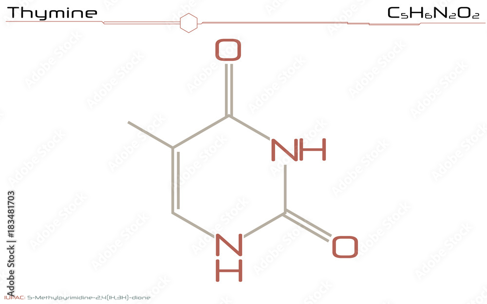 Infographic and molecular informations about Thymine. Stock Vector ...