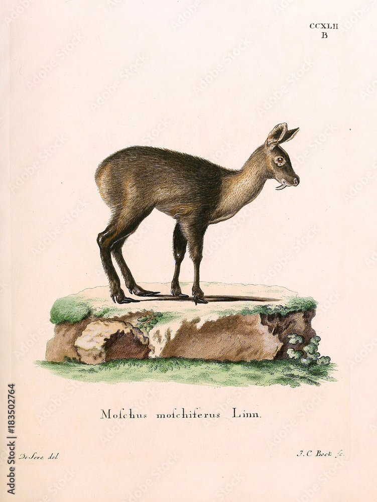 Musk Deer Stock Illustration | Adobe Stock