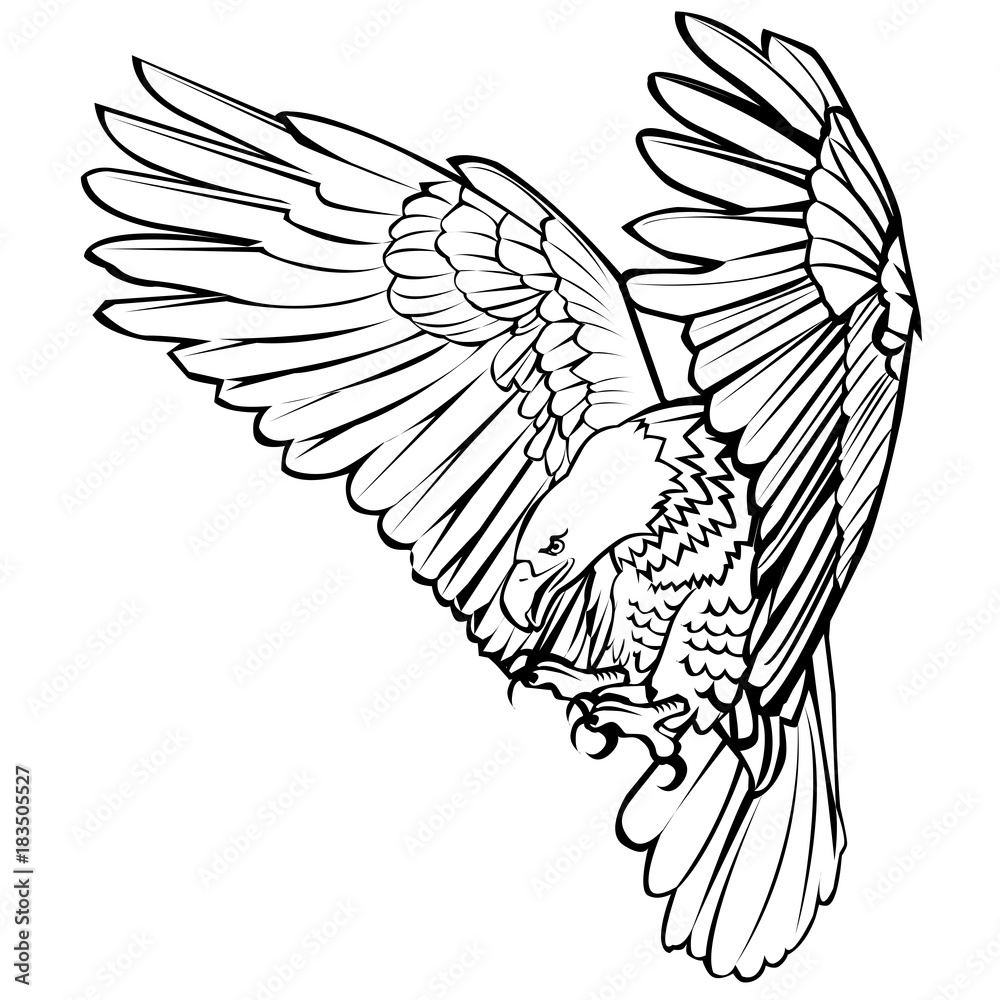Bald eagle attack swoop landing hand draw black line on white ...