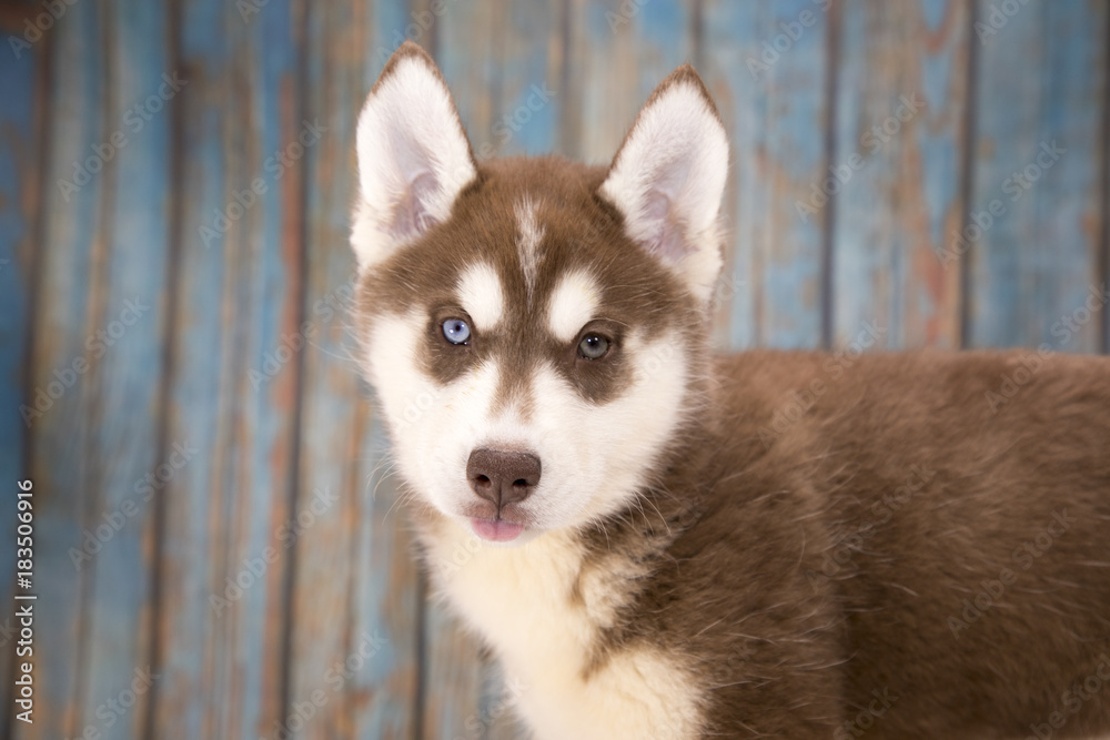 Siberian Husky with blue wood background Stock Photo | Adobe Stock