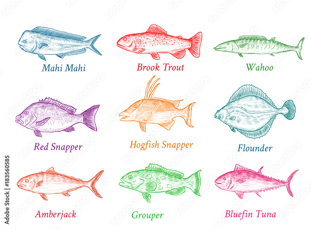 Set of isolated colorful hand drawn fish. Sketch of tuna, trout ...