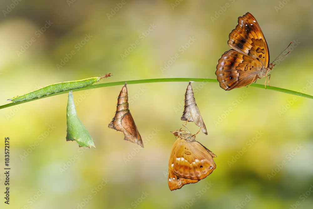 Question Mark Butterfly Chrysalis