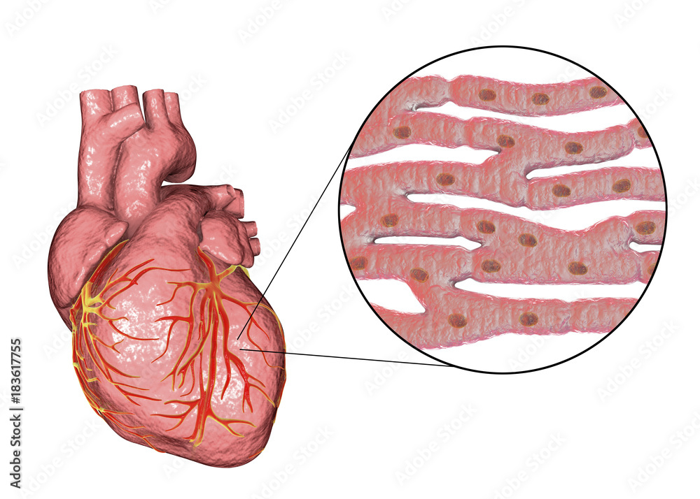 Human heart and close-up view of cardiac muscle structure, 3D ...