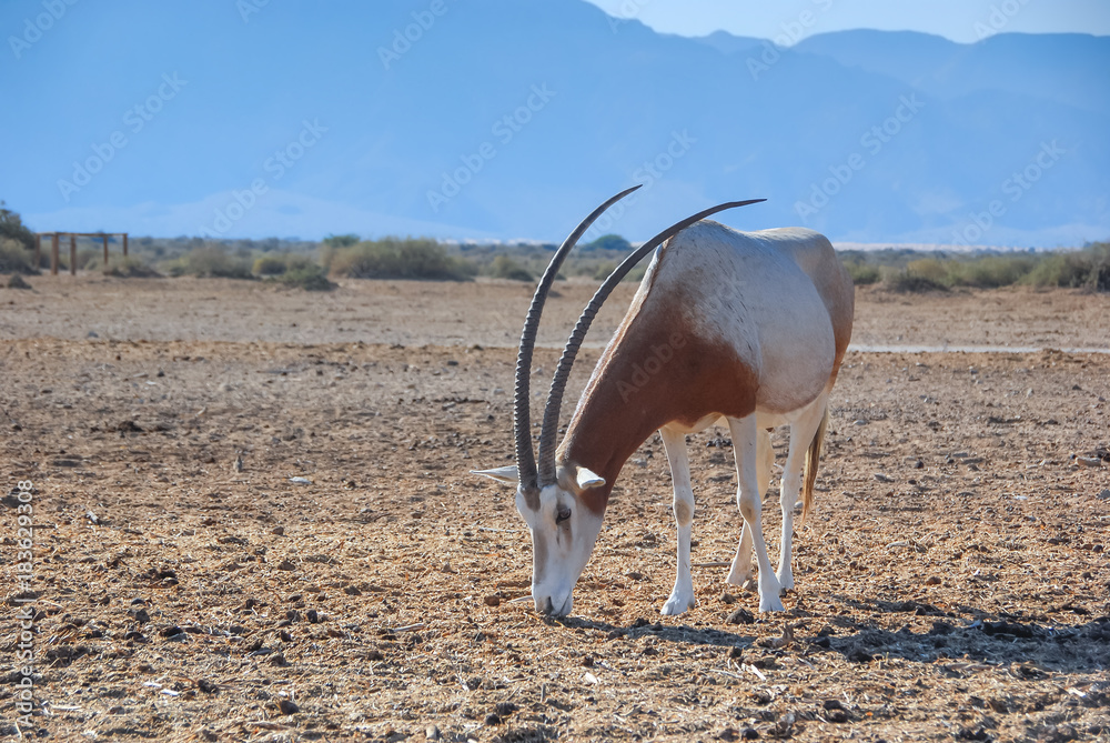 Antelope scimitar horn Oryx (Oryx leucoryx).Due to danger of extinction ...
