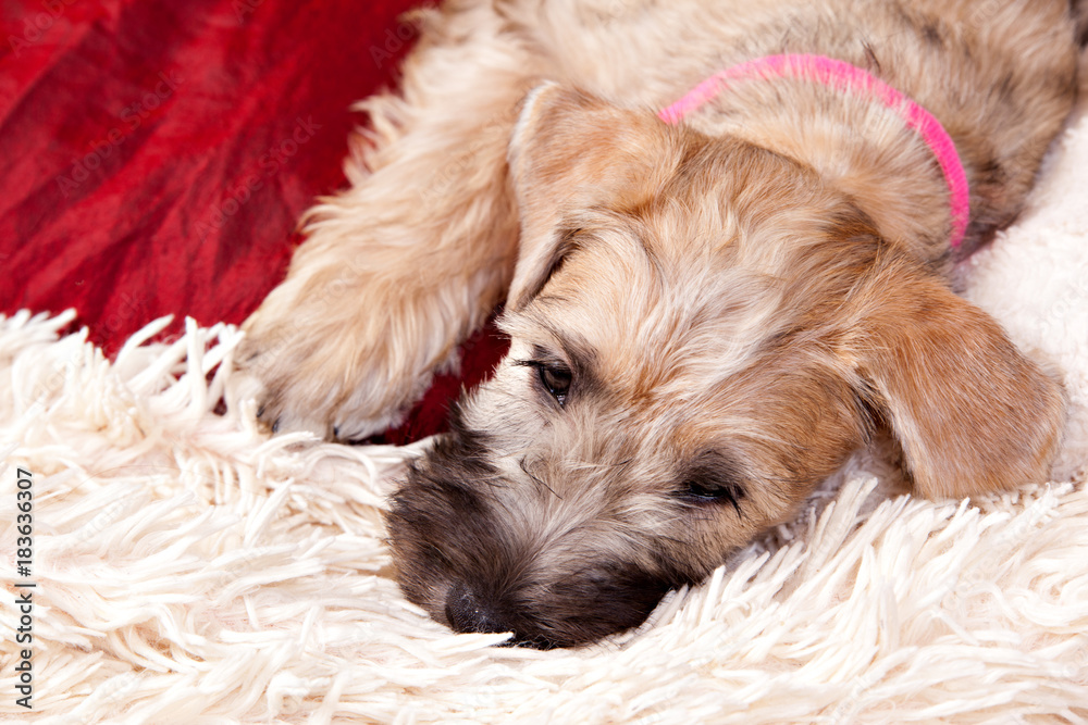What Breed Of Dog Has The Longest Eyelashes