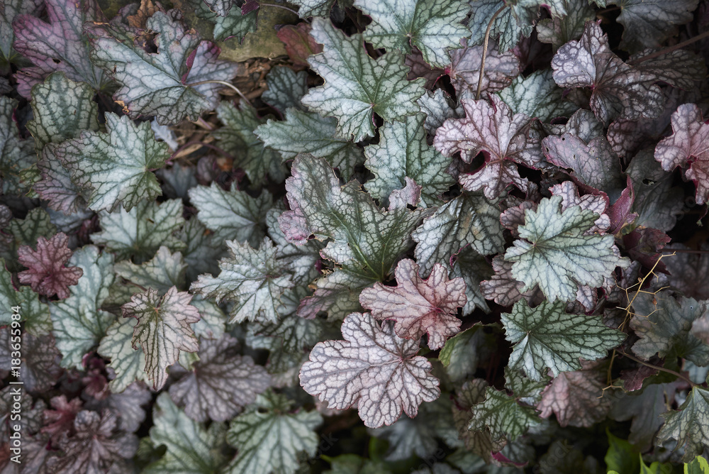 Heuchera Stock Photo | Adobe Stock