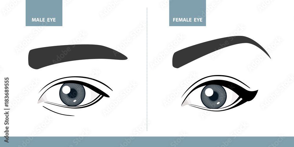 Female Eyes Vector