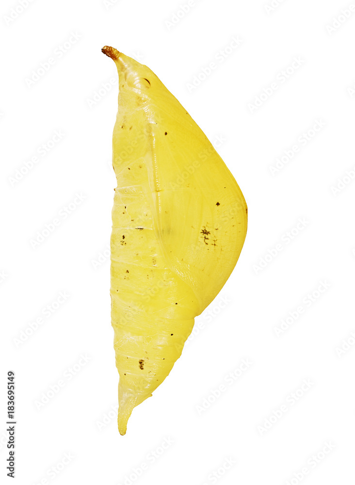 A gibbous pale yellow pupa of the great orange tip butterfly, Hebomoia ...