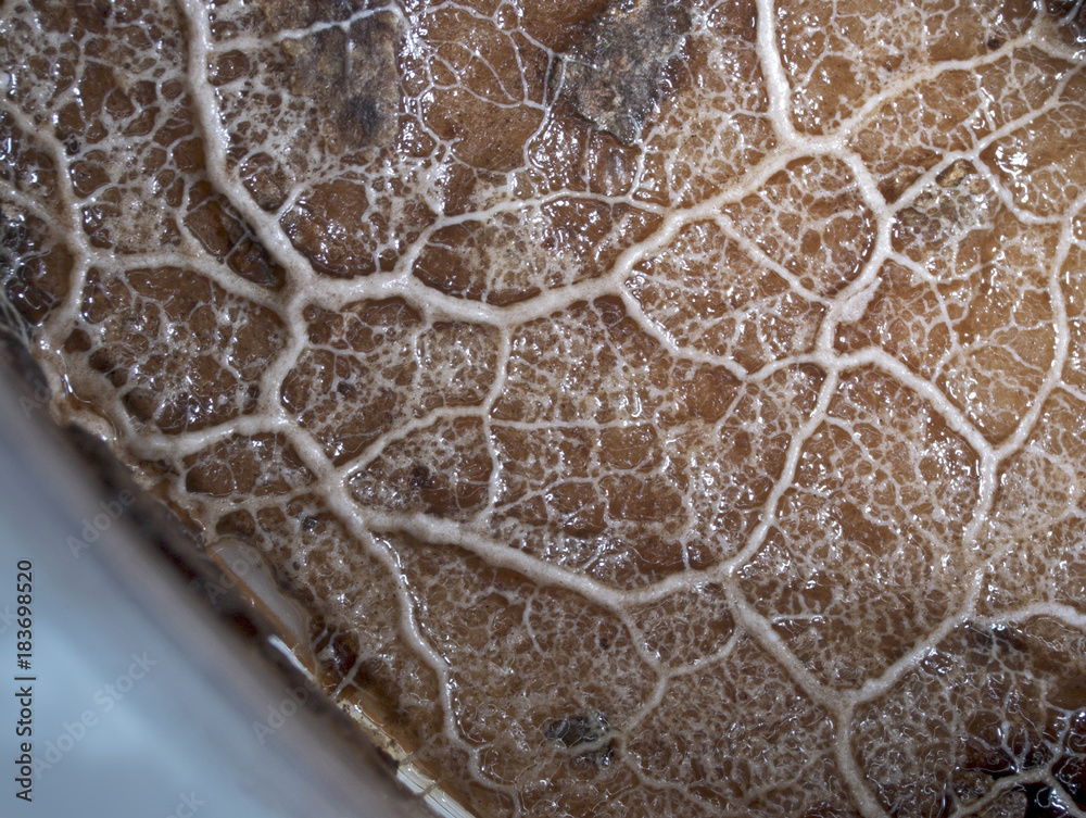 Plasmodial Slime Mold Under Microscope