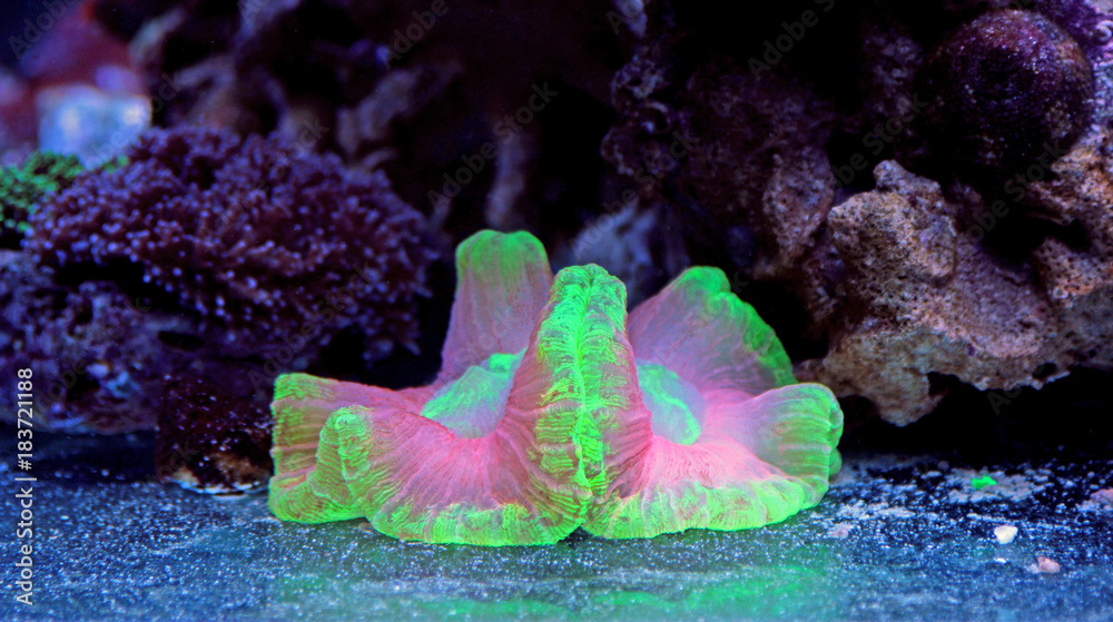 Brain Coral Reef Tank