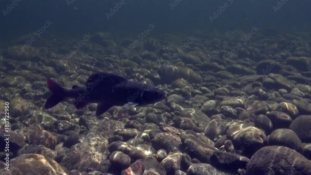 Grayling fish underwater on fishing in Mountain river Temnik. Border of ...