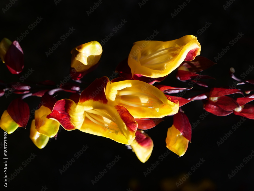 Fleurs de liane de mysore, jardin créole, La Réunion Stock Photo ...