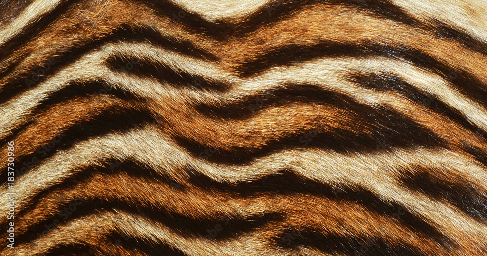 tiger texture background Stock Photo | Adobe Stock