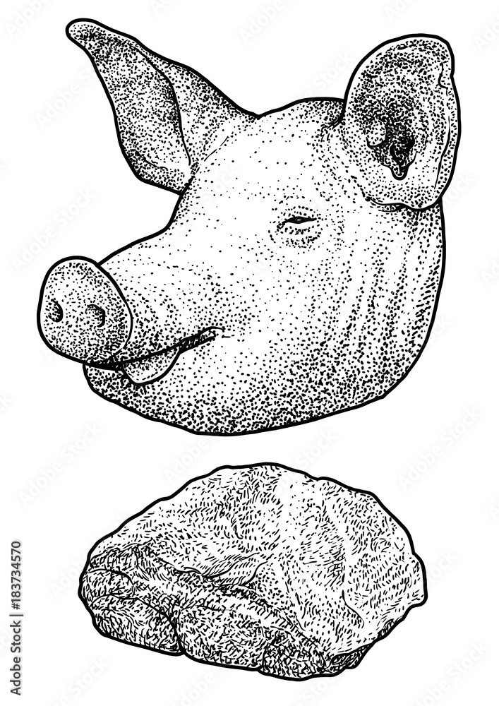 Pig head illustration, drawing, engraving, ink, line art, vector Stock ...