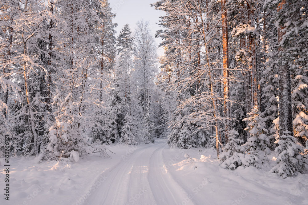 Russian Winter Forest