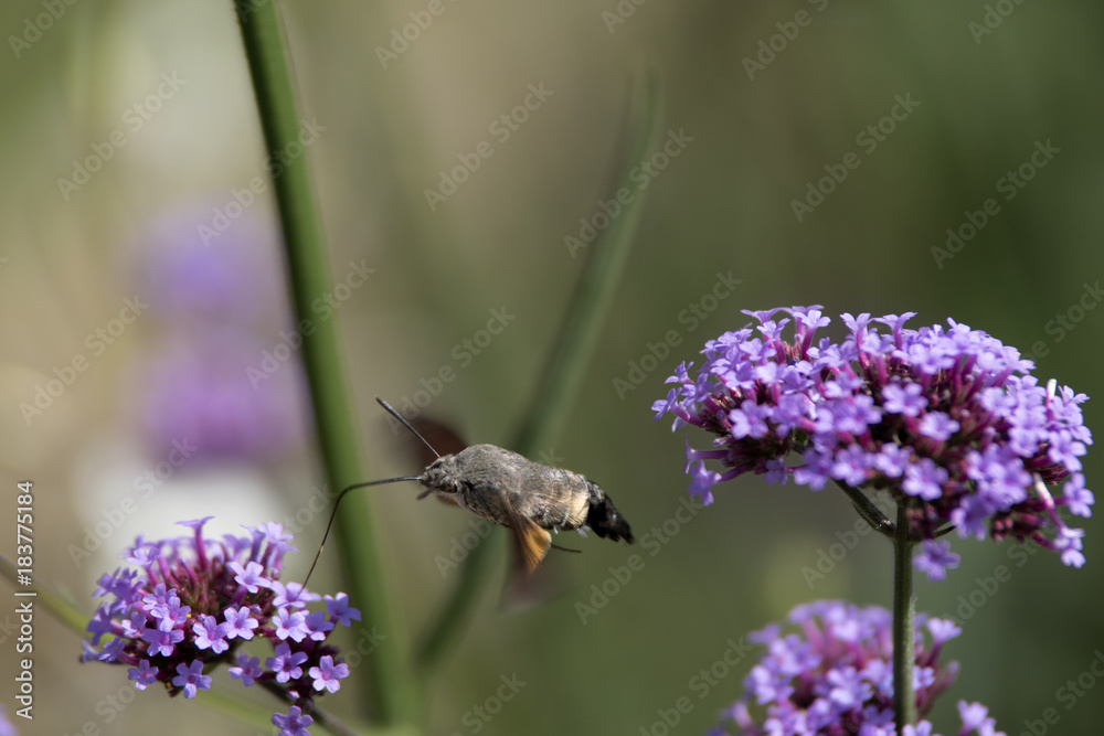 Moro Sphinx ou Papillon Colibri et sa trompe Stock Photo | Adobe Stock