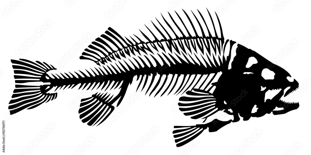 Skeleton of fish. Stock Vector | Adobe Stock