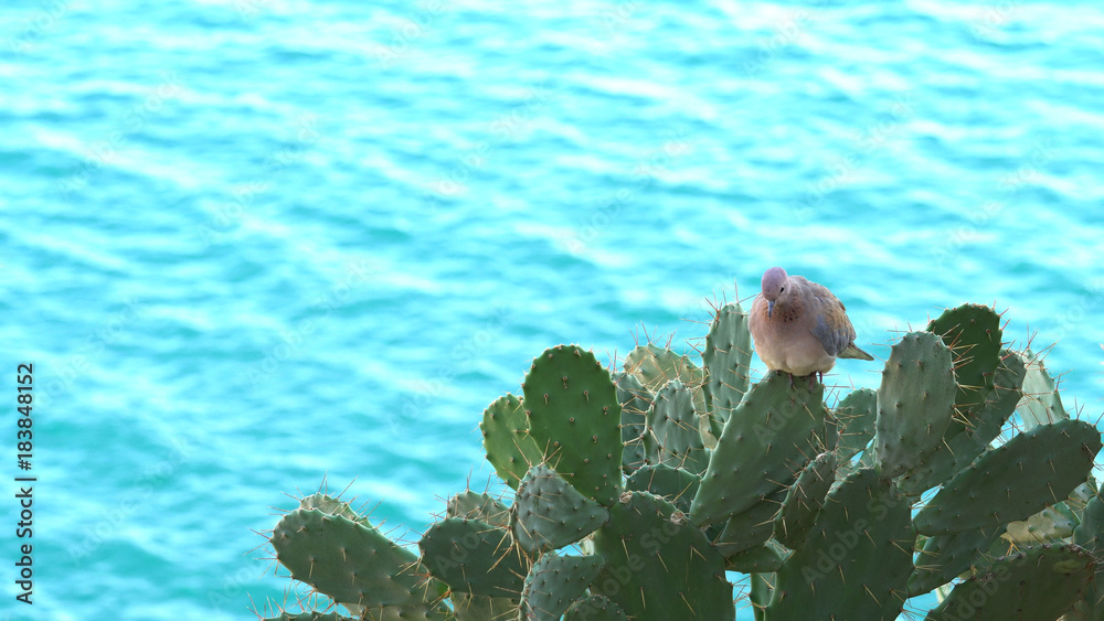The Eurasian collared dove, most often simply called the collared dove ...