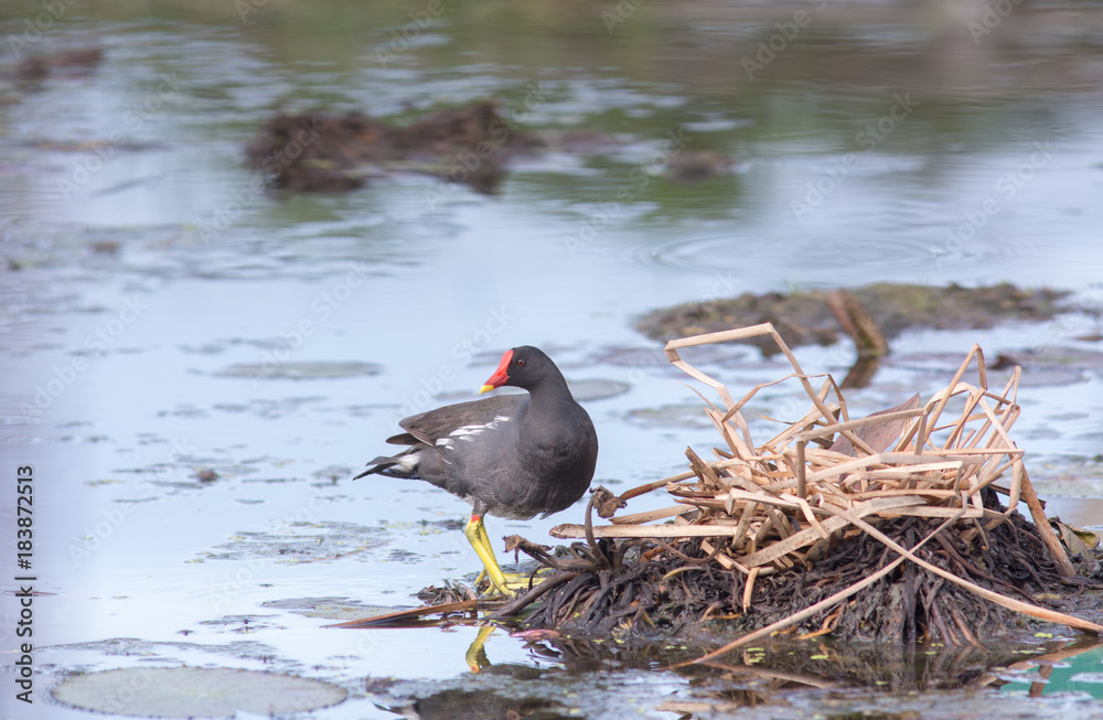 Foto de Common Moorhen build nest , The Common Moorhen is a waterbird ...