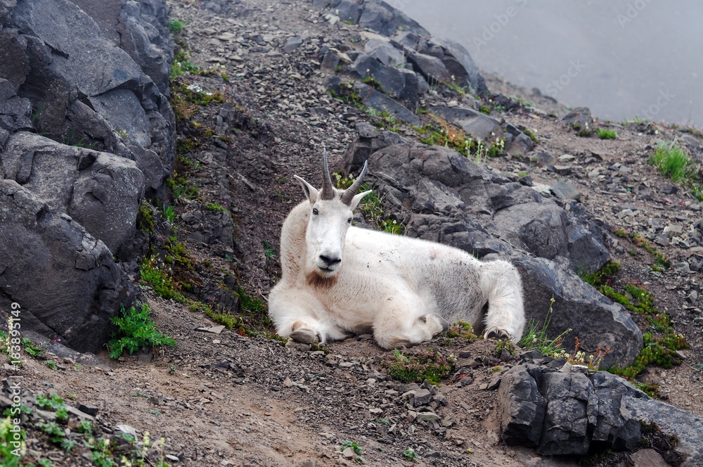 Washington Mountain Goat