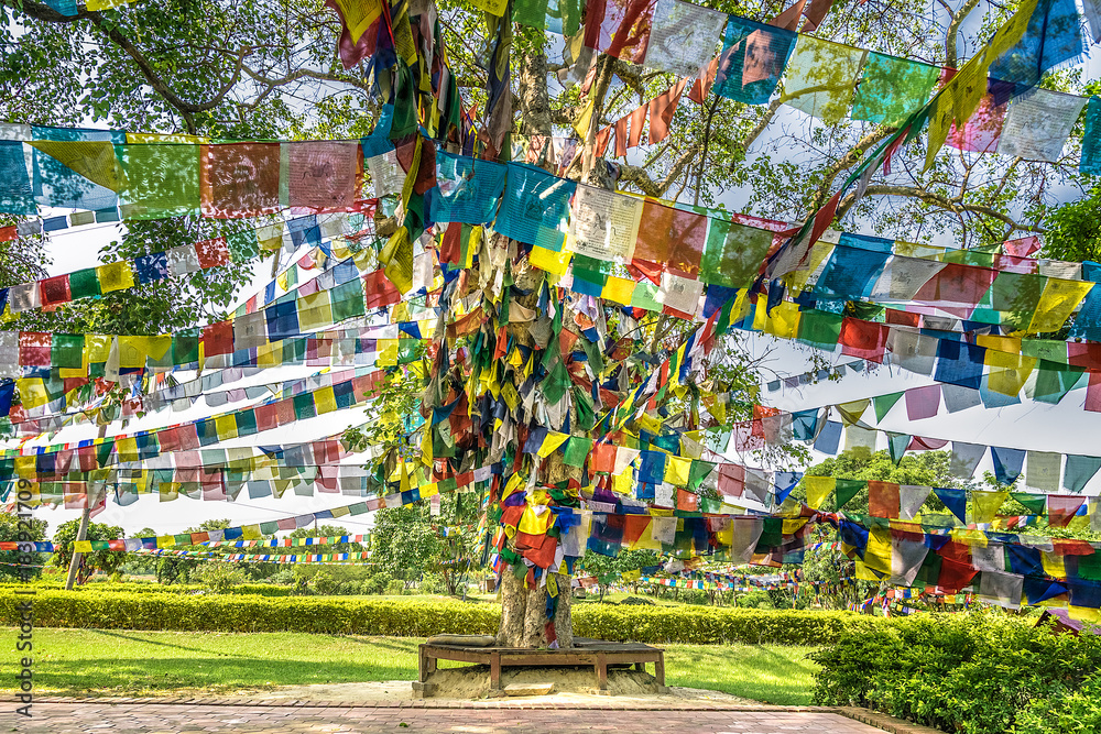 Photo & Art Print sacred holy big tree buddhist in nepal. lumbini ...
