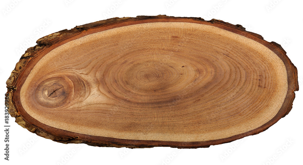 A close up of the cut of a ash tree. ( Fraxinus mandshurica ) texture ...