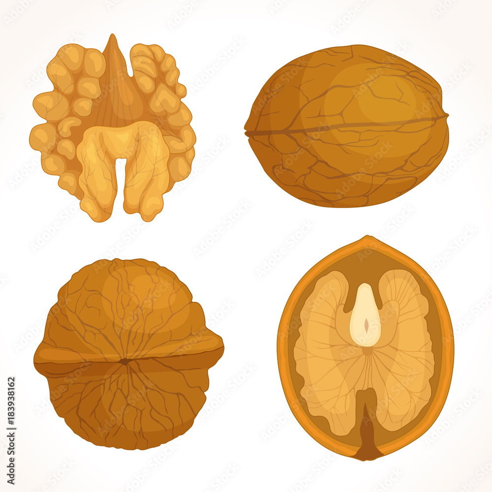 Walnut Shell Half