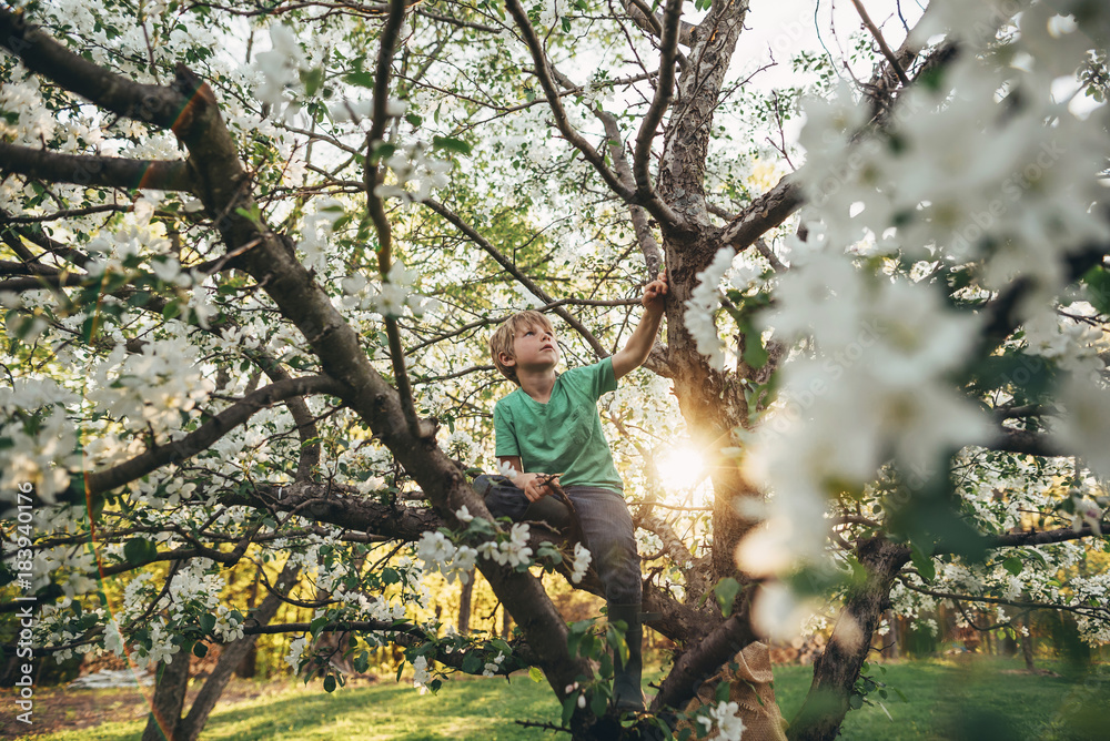 Boy climbing an apple tree in full bloom in an orchard, USA Stock Photo ...