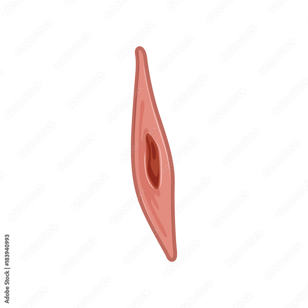 Icon of smooth muscle cell under microscope. Human anatomy concept ...