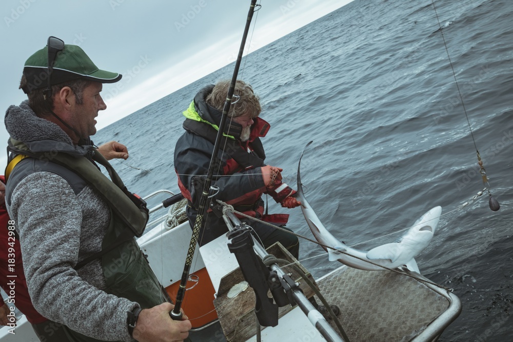Shark fish caught in the fishing rod Stock Photo | Adobe Stock