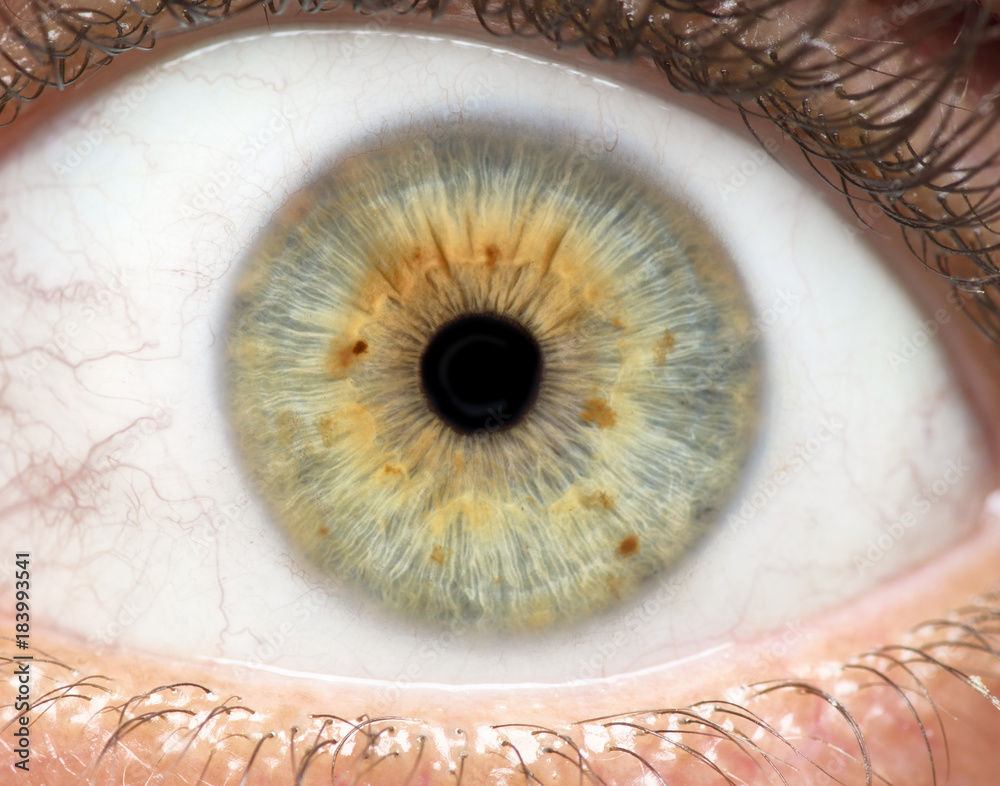 Macro photo of human eye, iris, pupil, eye lashes, eye lids. Stock ...