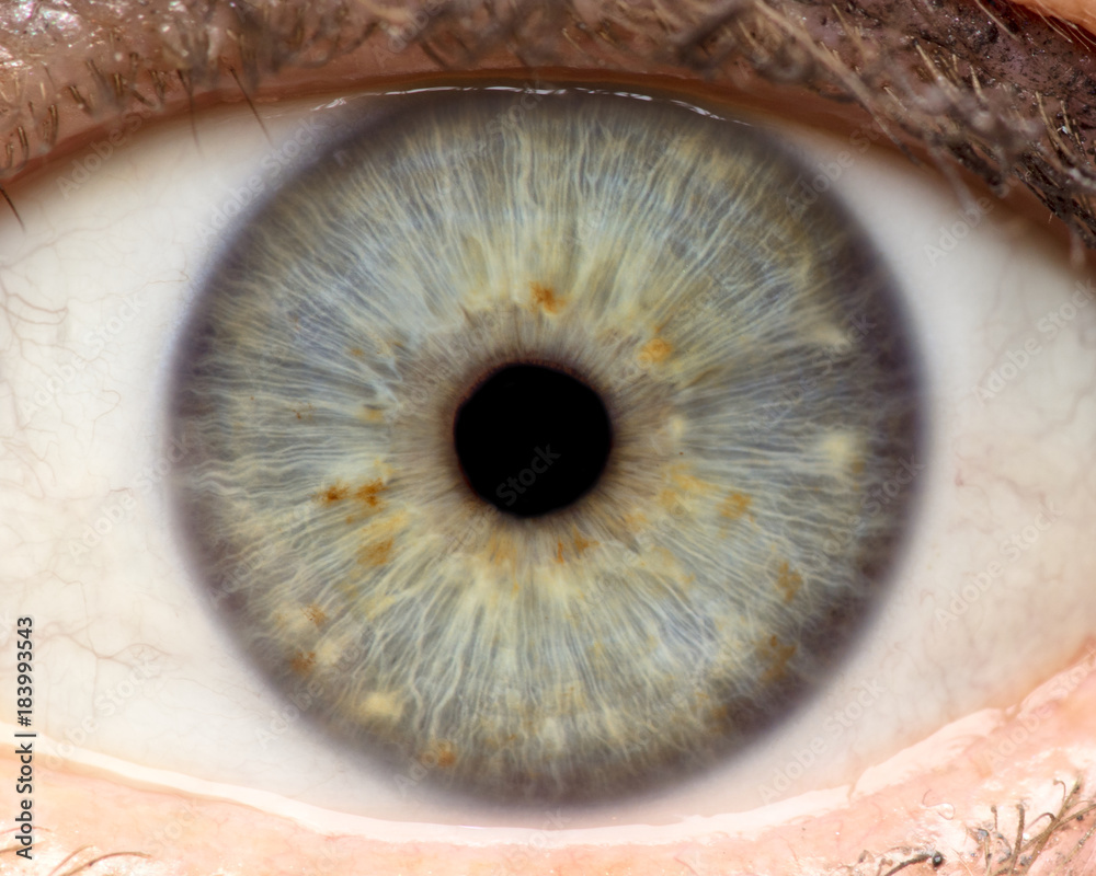 Macro photo of human eye, iris, pupil, eye lashes, eye lids. Stock ...