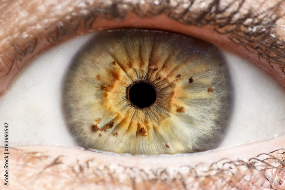 Macro photo of human eye, iris, pupil, eye lashes, eye lids. Stock ...
