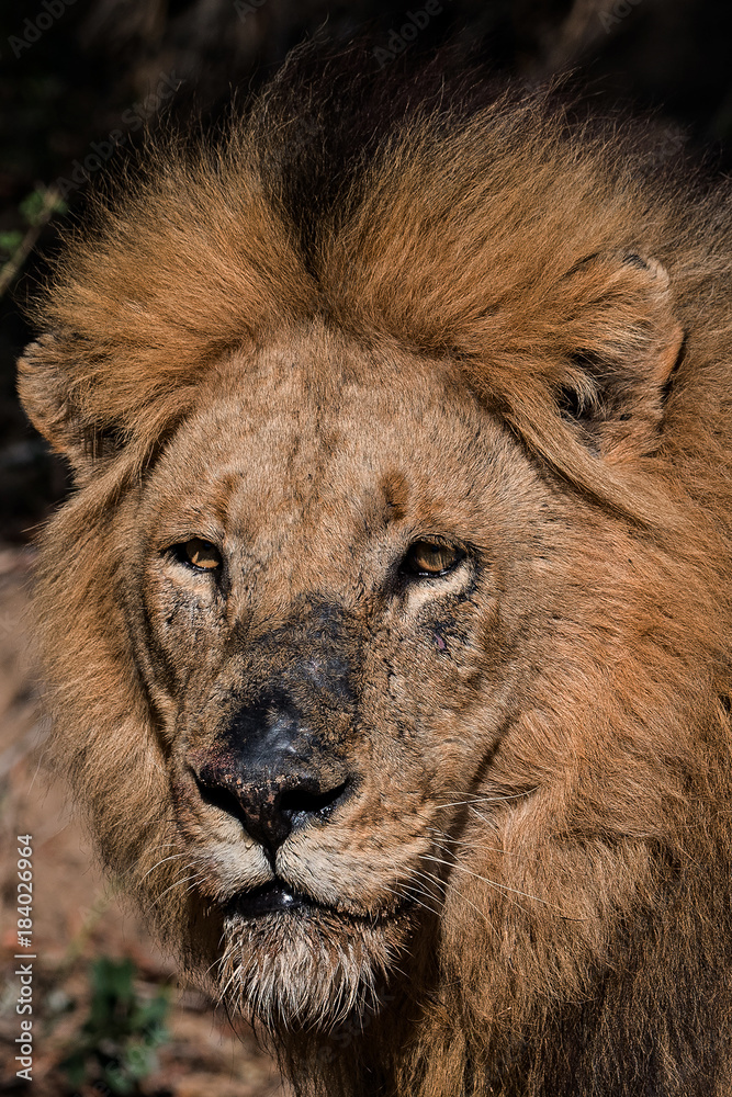 The 'Scar Nose' Male of the Majingilane Lion Coalition Stock Photo ...