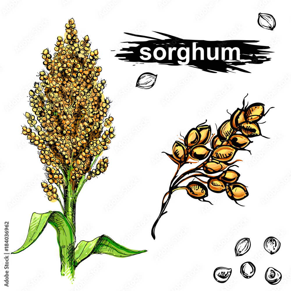 Poster Hand drawn color vector illustration set of sweet sorghum, grain ...