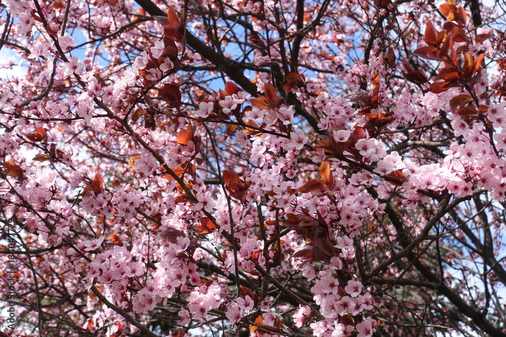 Simple pink flowers of Prunus cerasifera pissardii Stock Photo | Adobe ...