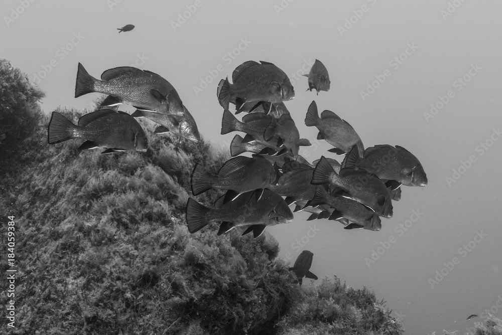 school of dark corb fish over a field of sea weed Stock Photo | Adobe Stock