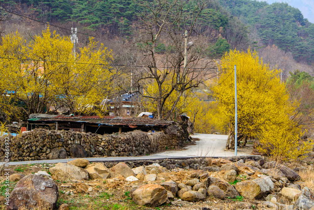 Gurye-gun, Jeollanam-do, South Korea - The Japanese cornlian cherry ...