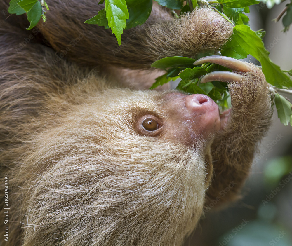 Sloths Eating Leaves