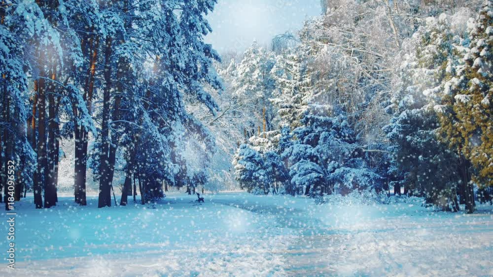 Tall trees and a path in the park with falling snow, blue color ...