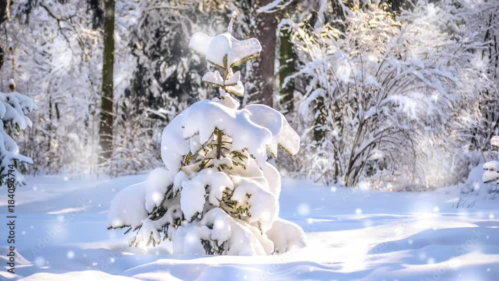 Very nice little Christmas tree in the woods with snow. Cinemagraph ...
