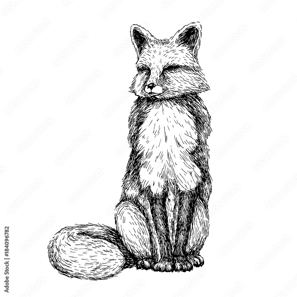Sketch line art drawing of fox. Black and white vector illustration ...